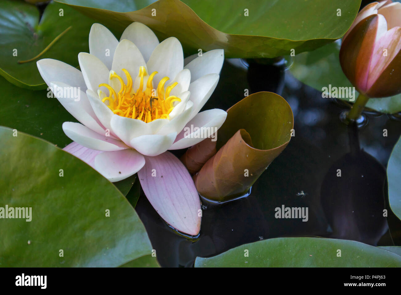the nymphaea virginalis in the backlight at sunset in the botanical ...