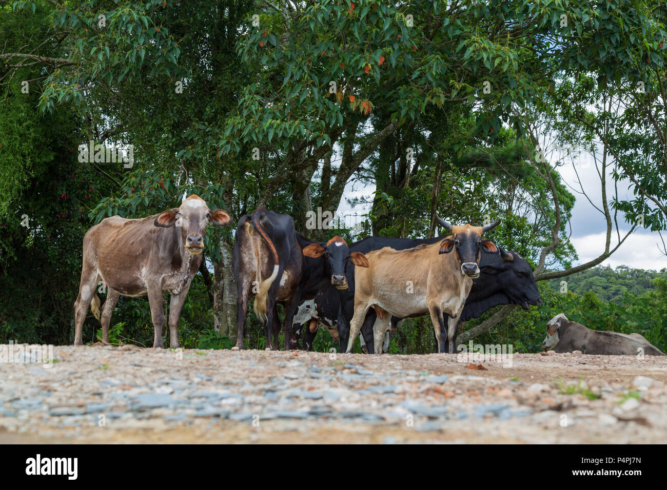 Skinny cattle hi-res stock photography and images - Alamy