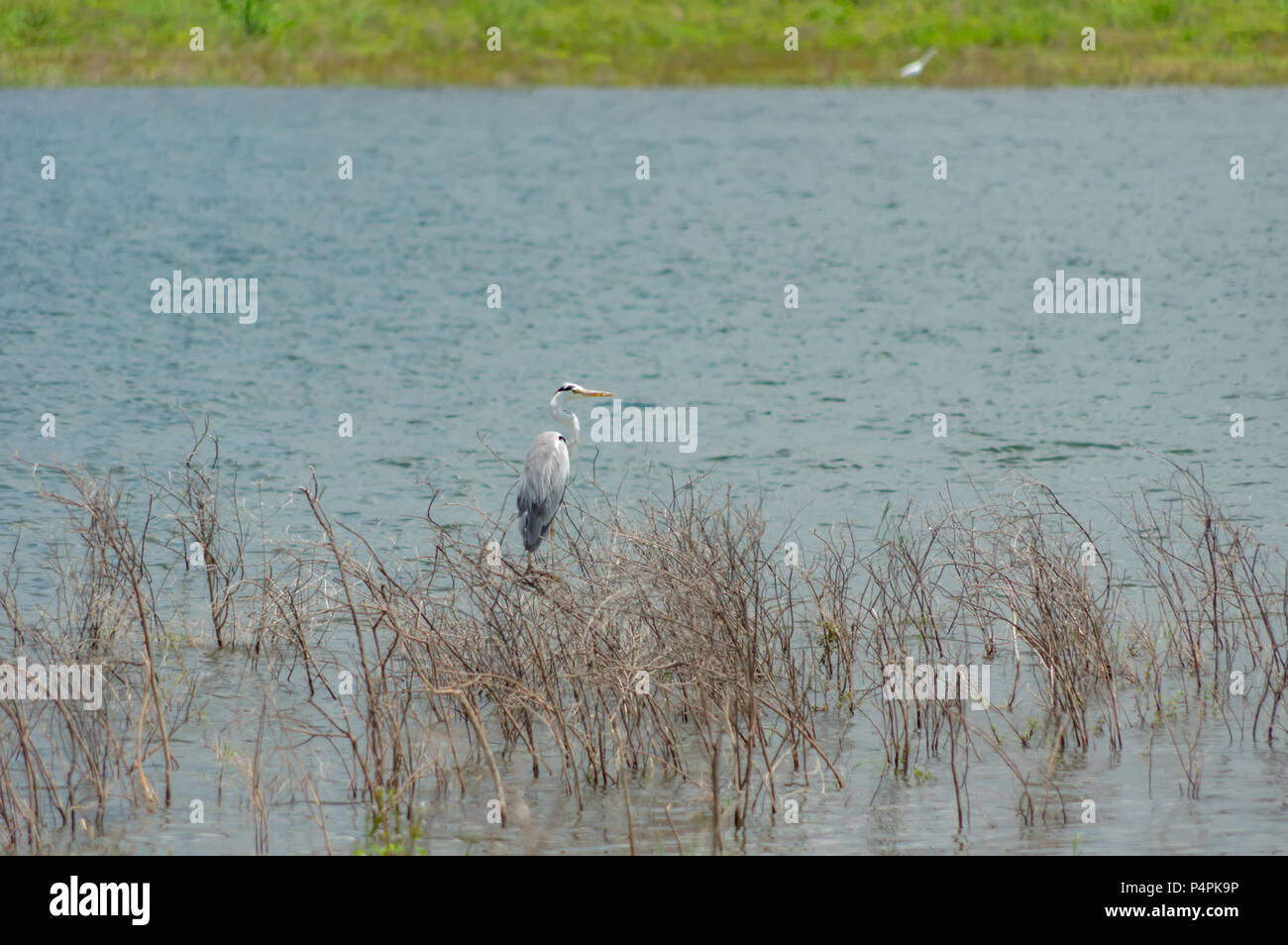 Beautiful herons big birds hi-res stock photography and images - Alamy
