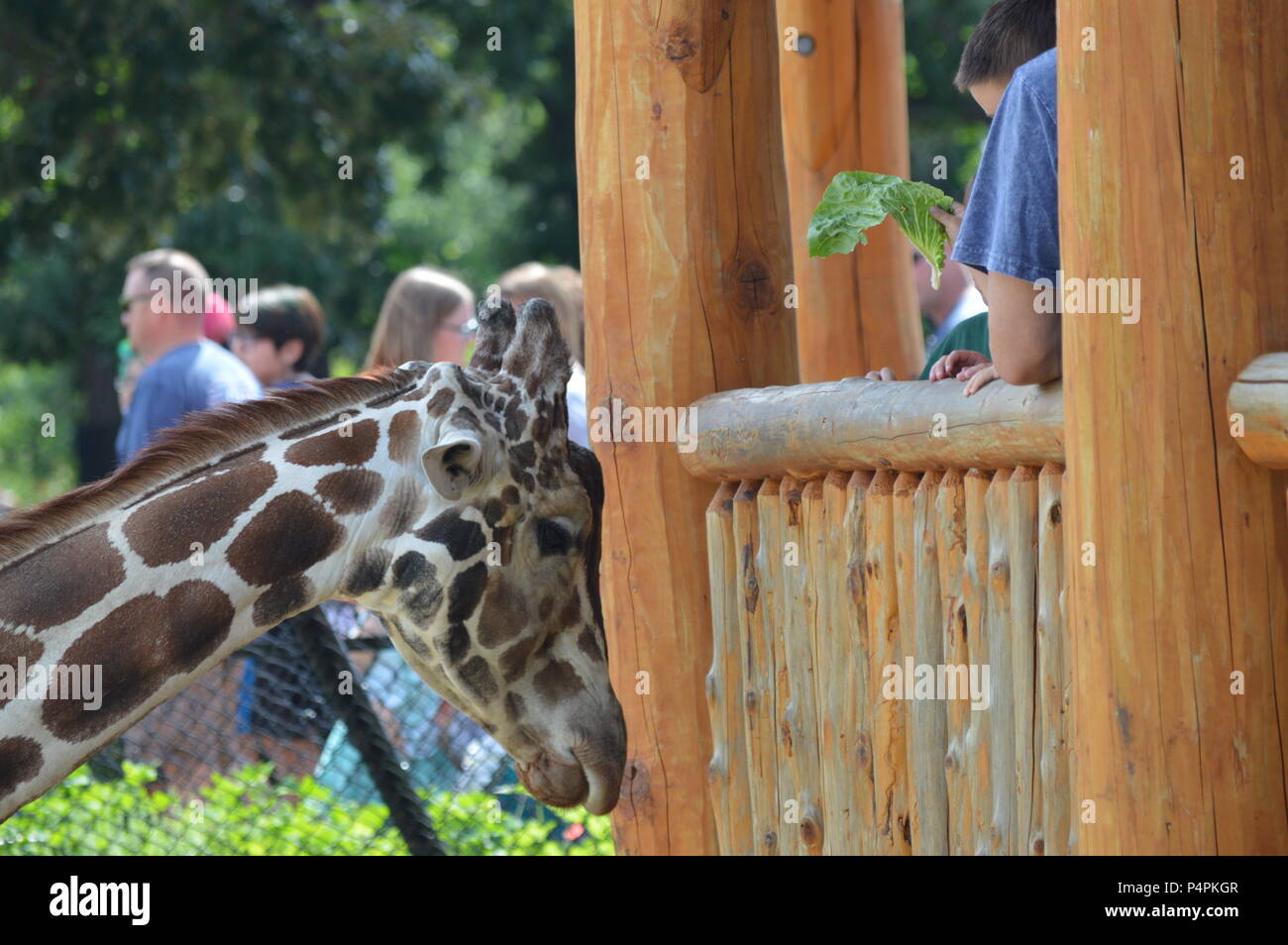 Giraffe feeding station at the zoo Stock Photo - Alamy