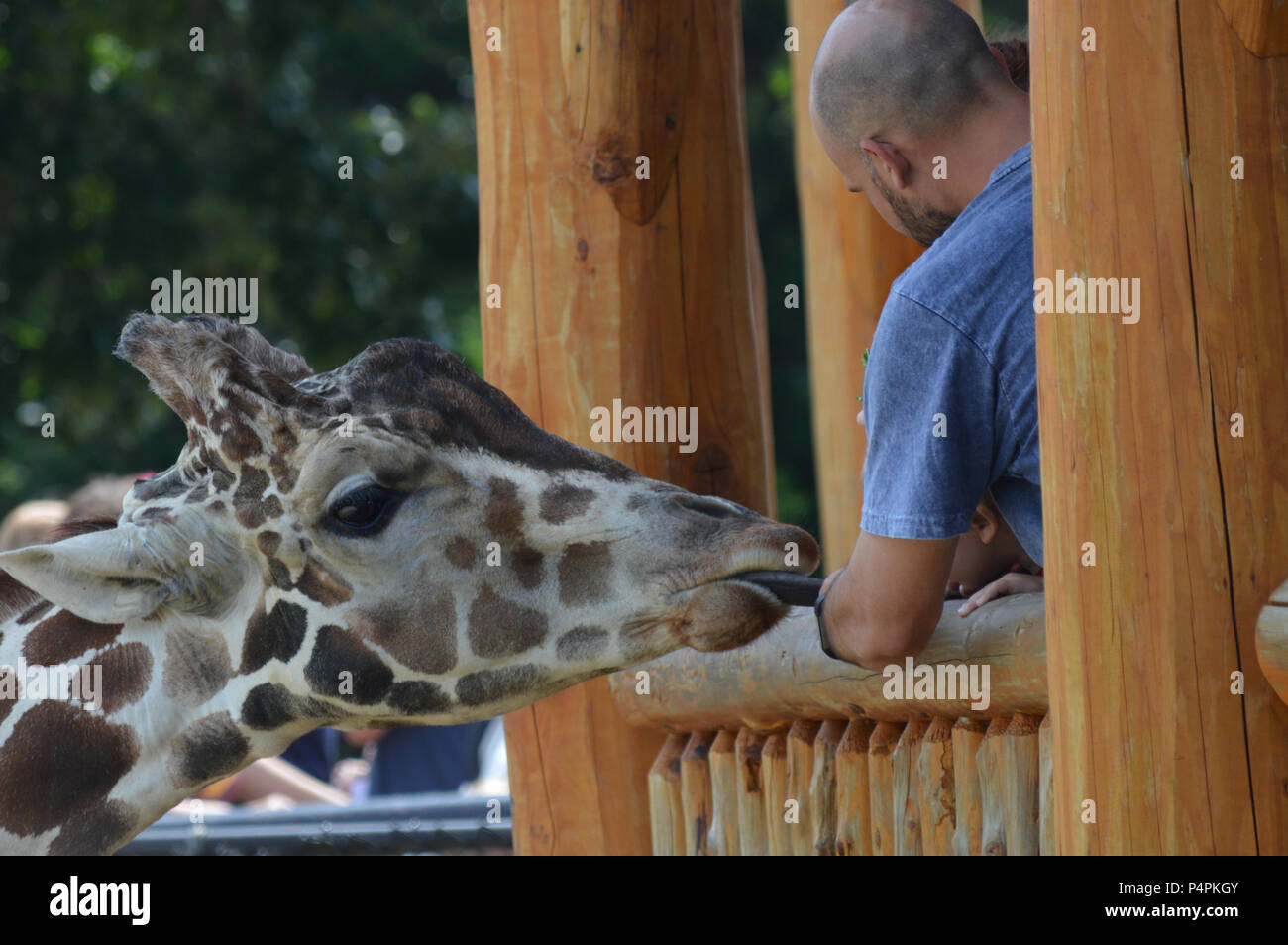 Giraffe feeding station at the zoo Stock Photo - Alamy