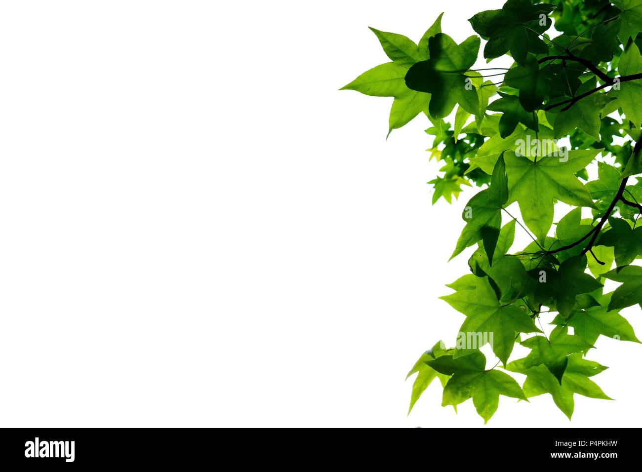 Background image of the green star shape leaves of an American sweetgum ...