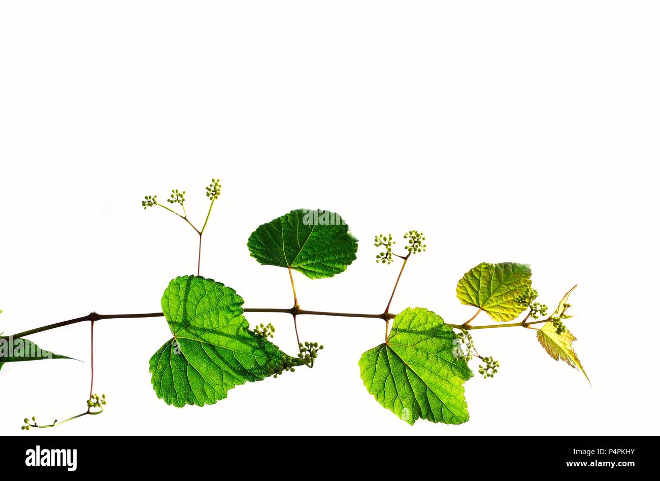 Carolina spring Cut Out Stock Images & Pictures - Alamy