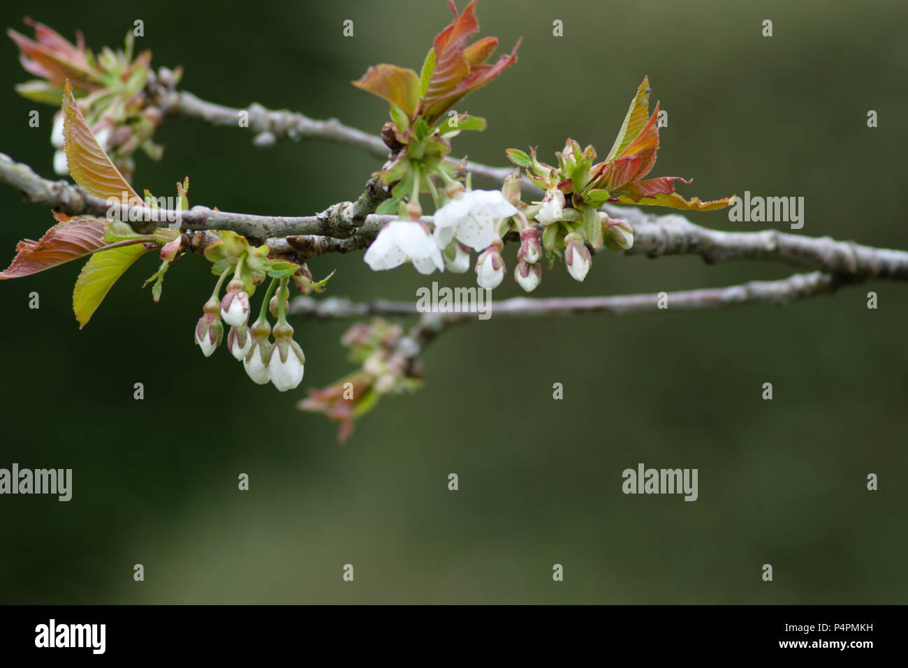 Mayflower tree hi-res stock photography and images - Alamy