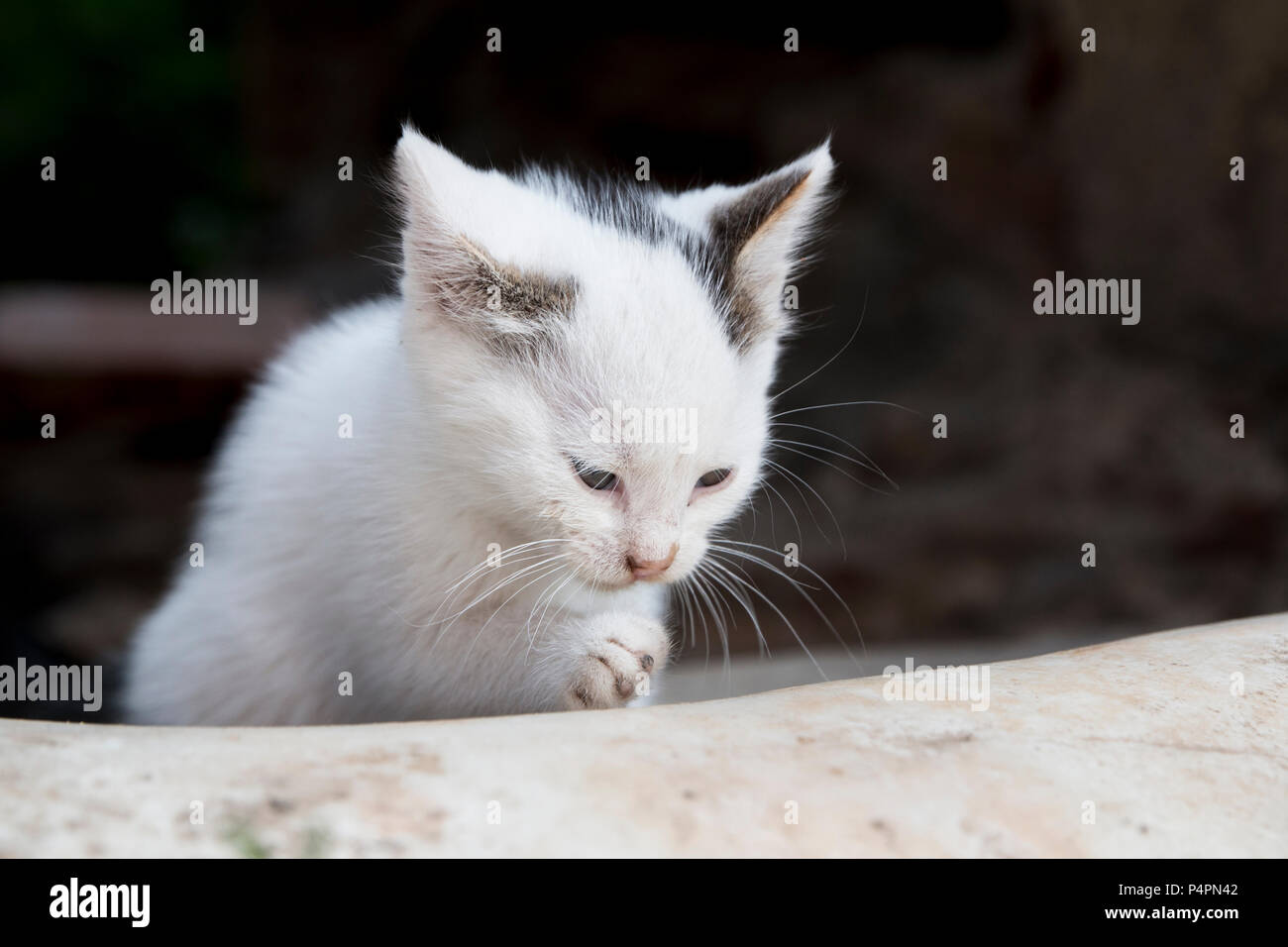 Adorable white kitty cleaning itself Stock Photo - Alamy