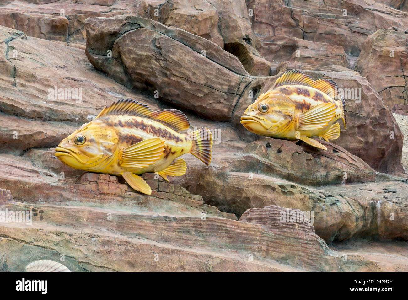 Russia, Vladivostok, 05/26/2018. Sculpture of yellow fishes Sebastes ...