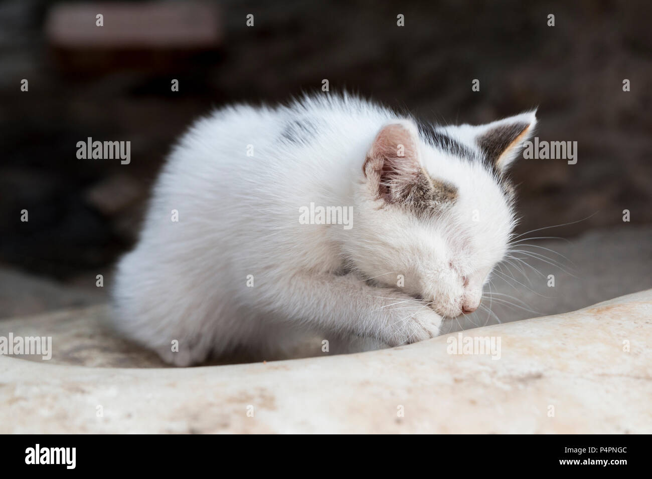 Cute white kitty cleaning itself Stock Photo - Alamy