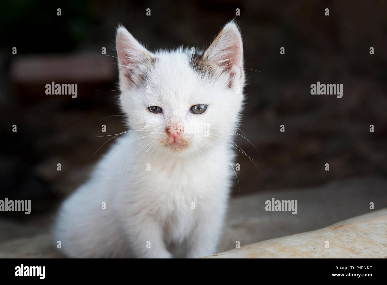Cute white kitty sitting outdoor and curiously looking forward Stock ...