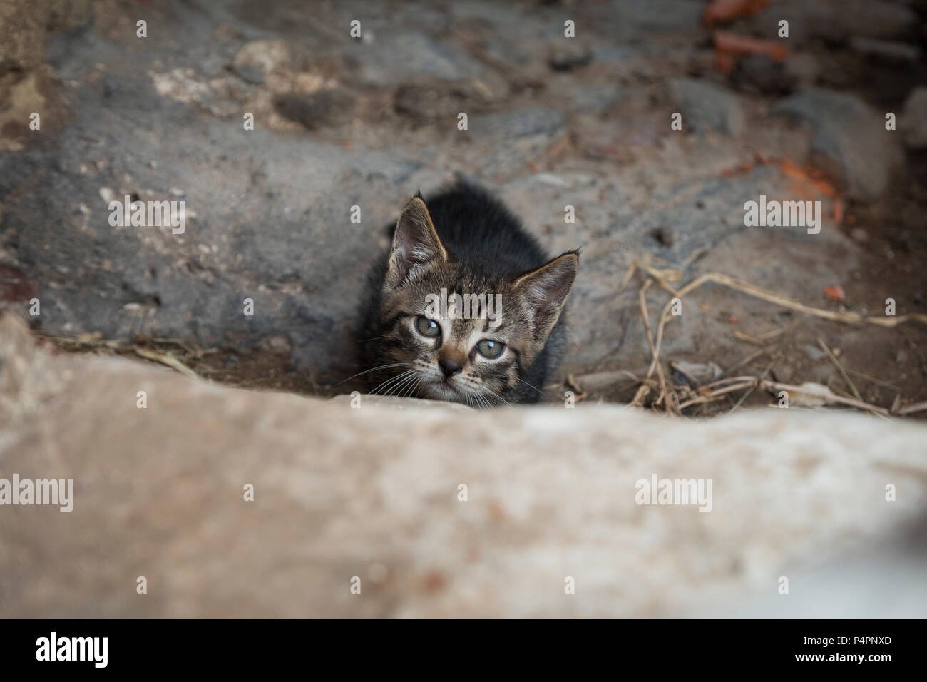 Lonely kitty hi-res stock photography and images - Alamy