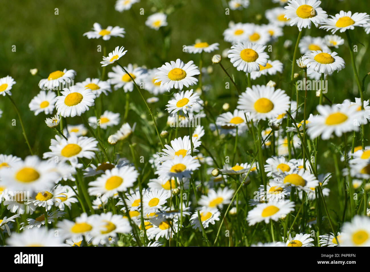 Yellow lawn patch hi-res stock photography and images - Alamy