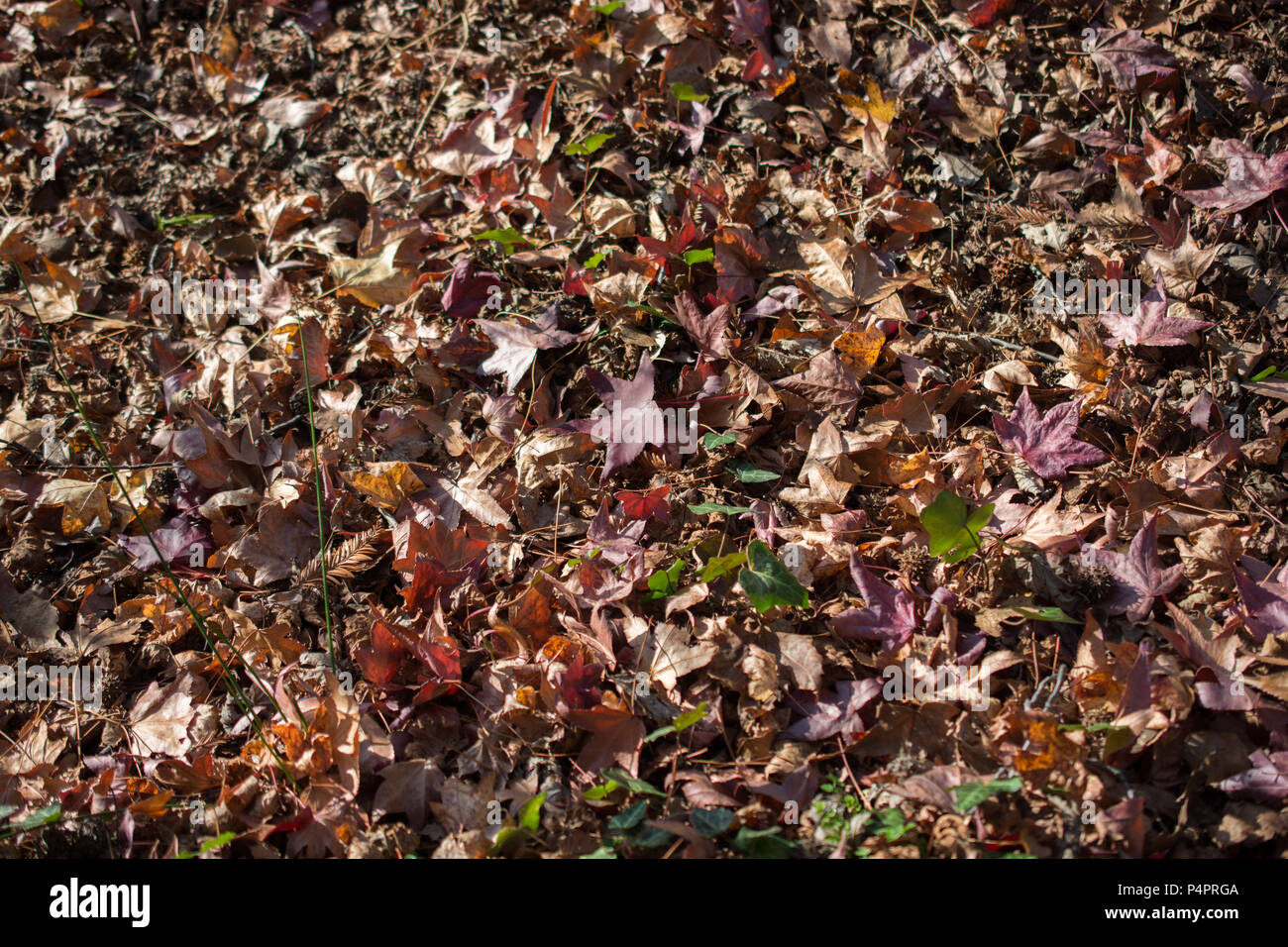 Texture background of autumn season with leaves Stock Photo - Alamy