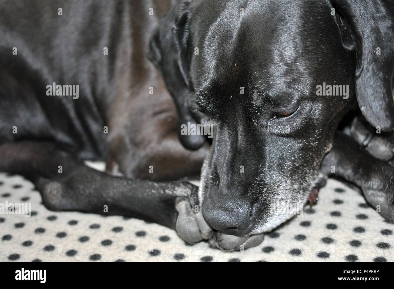 Black labrador retriever face hi-res stock photography and images - Alamy