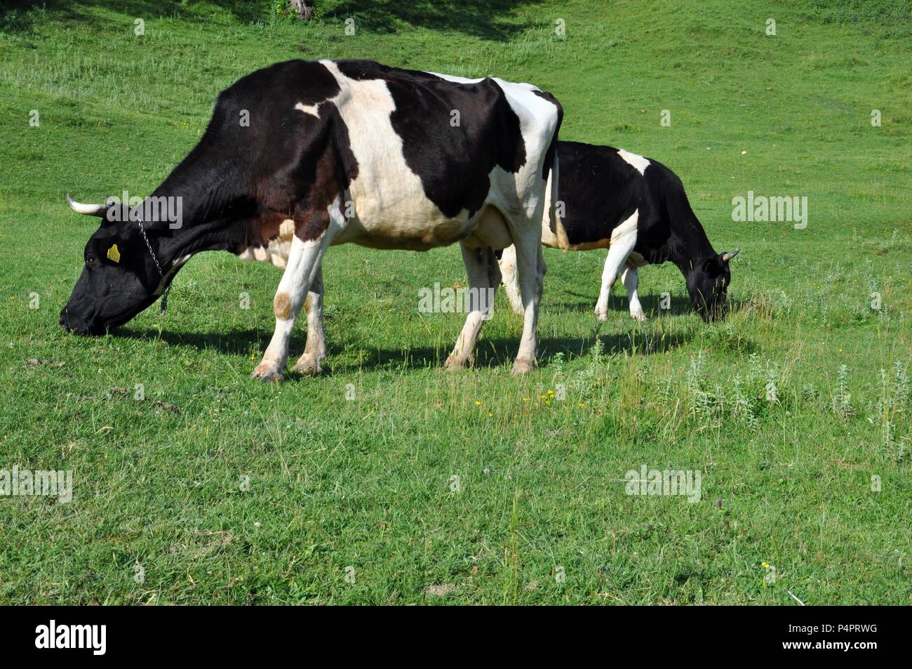 Two cows eating grass hi-res stock photography and images - Alamy