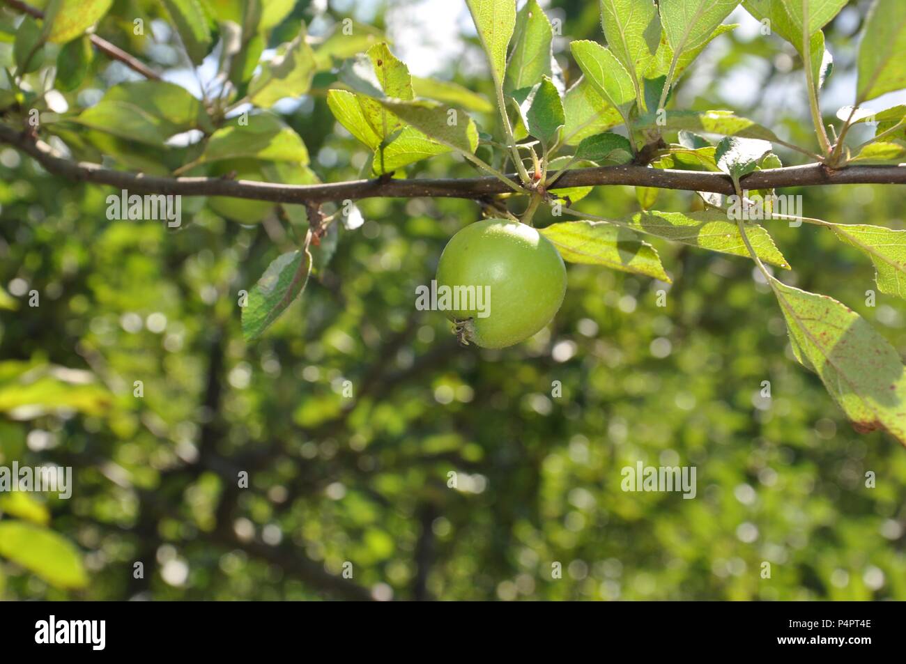 Orchard growing hi-res stock photography and images - Alamy