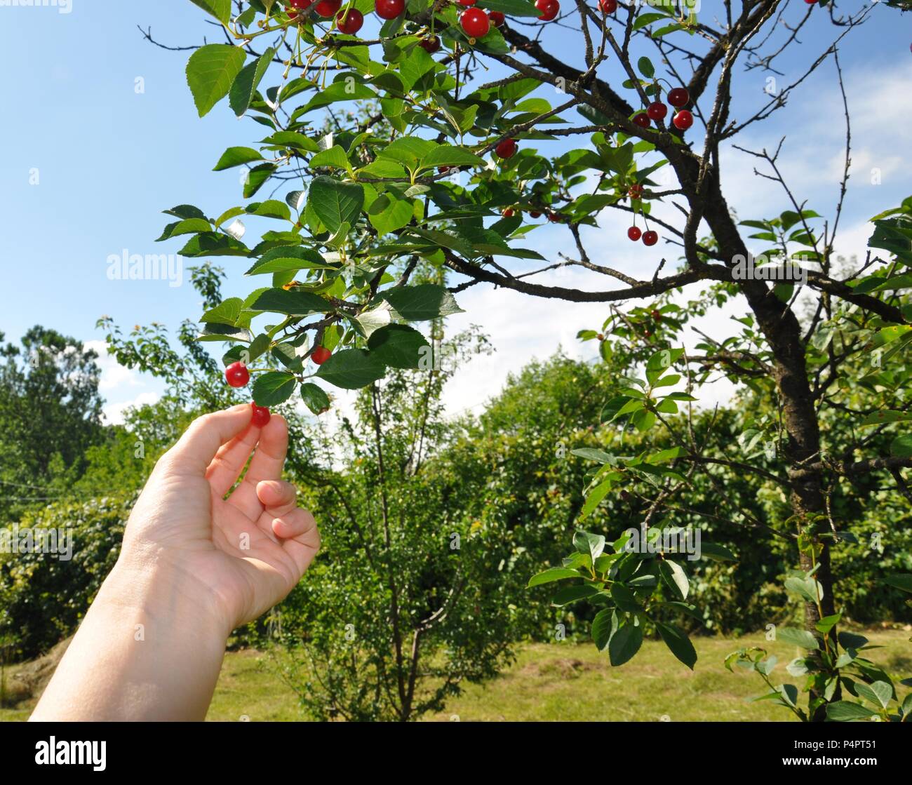 Woman hand picking cherries from a tree branch in the orchard Stock ...