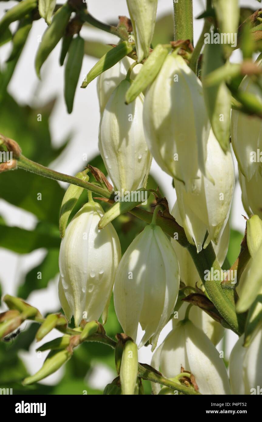 Needle flower hi-res stock photography and images - Alamy