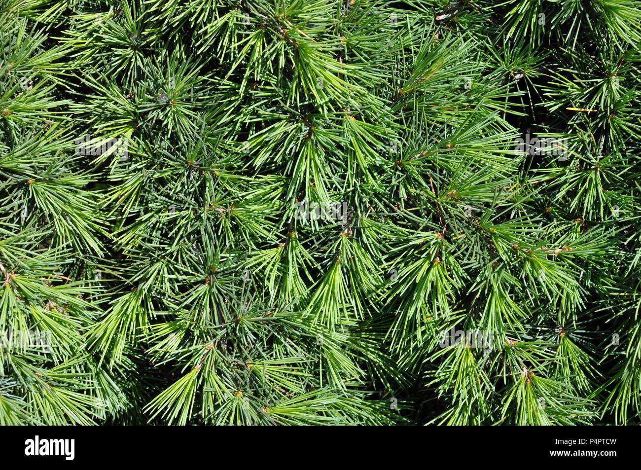 Close up of branches of a Pine tree, front view Stock Photo - Alamy