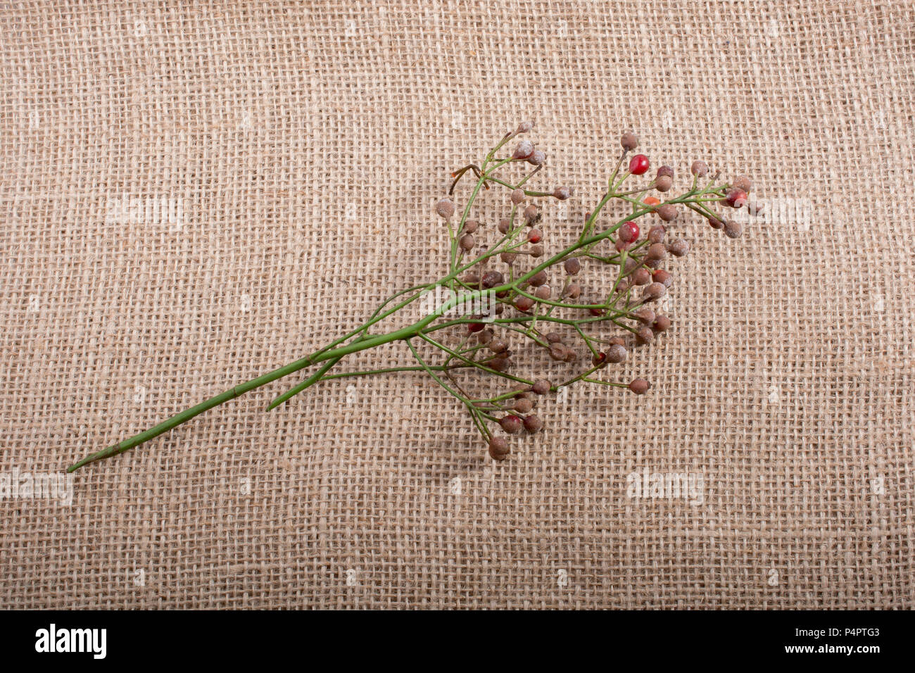 Beautiful colorful natural flowers in dry form Stock Photo - Alamy