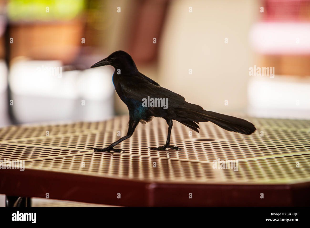 Black crow walking on table hi-res stock photography and images - Alamy