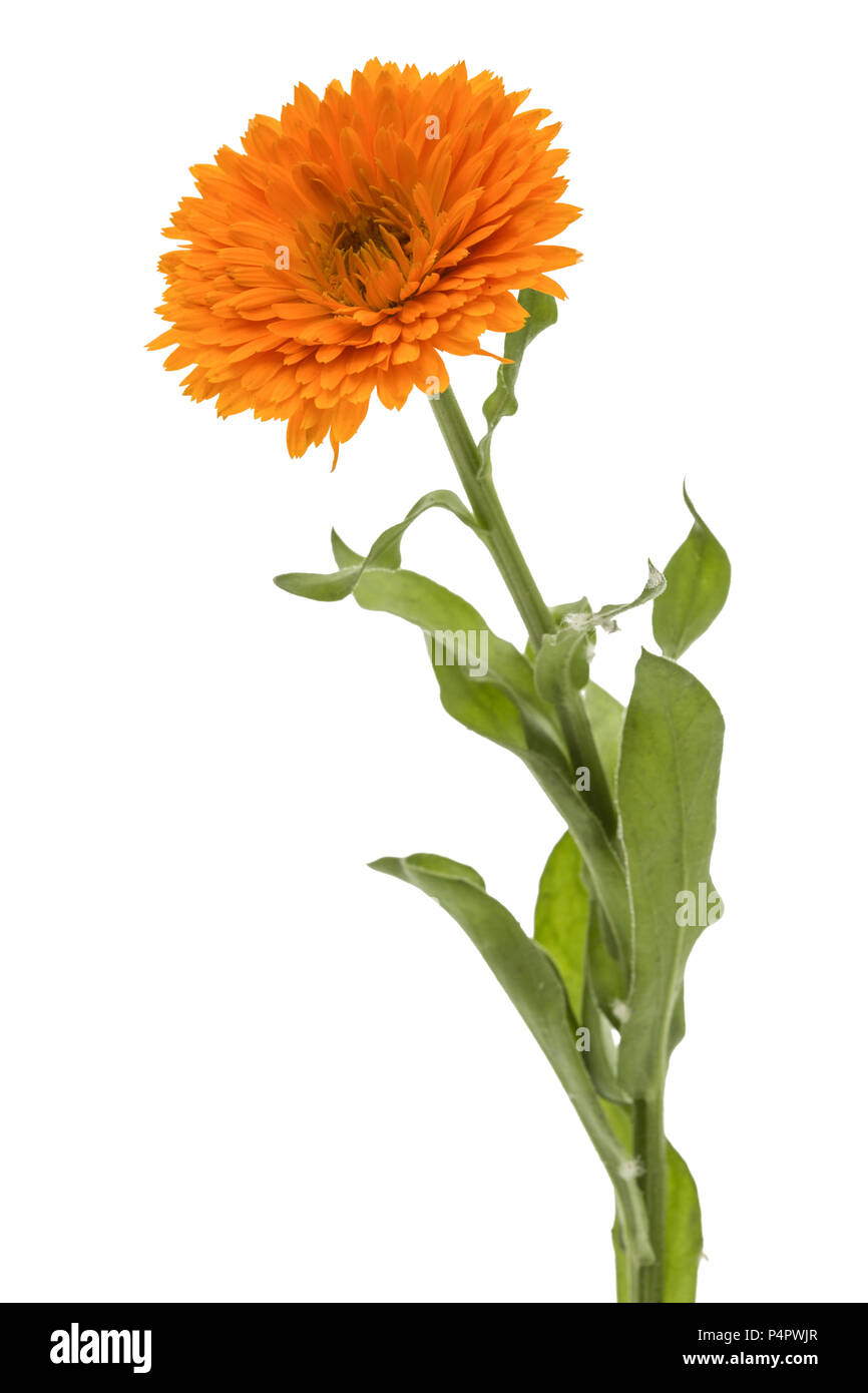 Flower of calendula, isolated on white background Stock Photo - Alamy