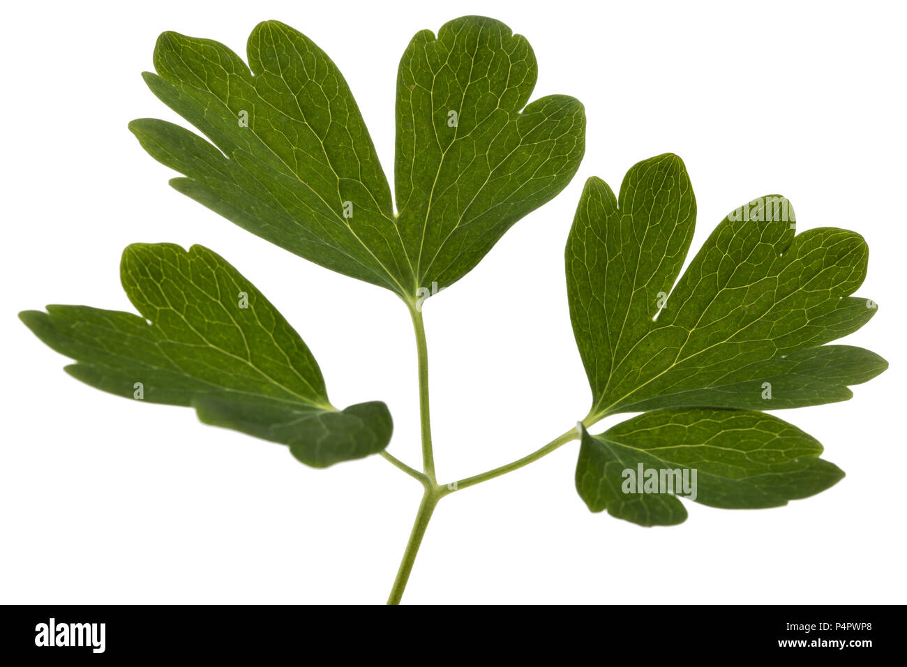 Leaves of the flowers of catchment, lat. Aquilegia, isolated on white ...