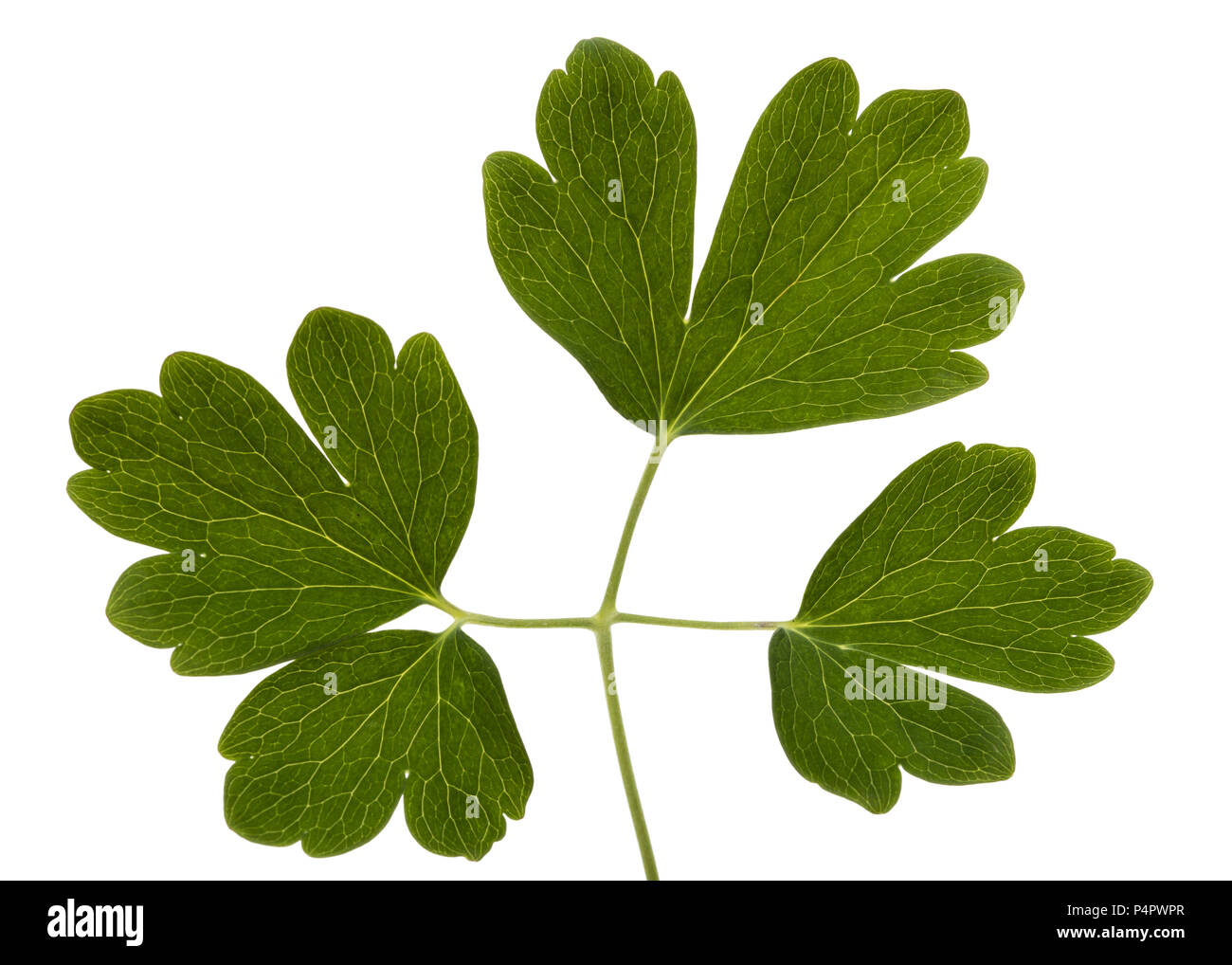 Leaves of the flowers of catchment, lat. Aquilegia, isolated on white ...
