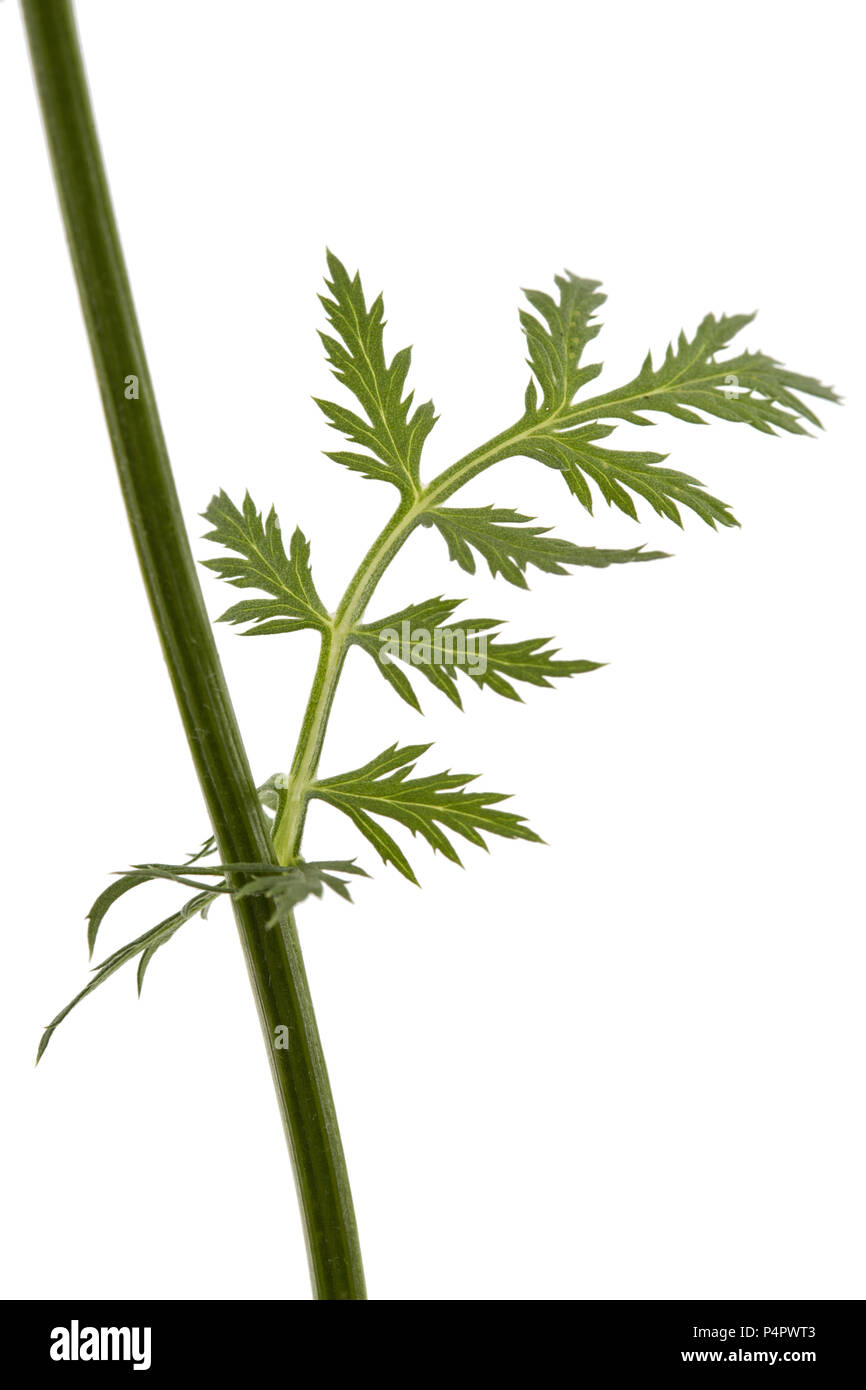 Leaf and stem of the pyrethrum flower, isolated on white background ...