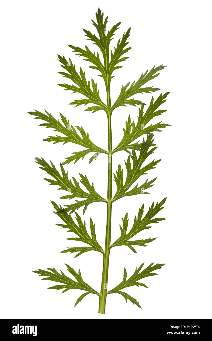 Leaf and stem of the pyrethrum flower, isolated on white background ...