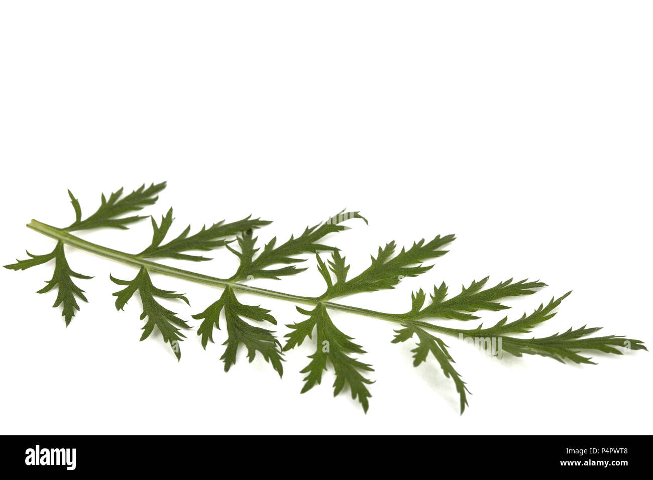 Leaf and stem of the pyrethrum flower, isolated on white background ...