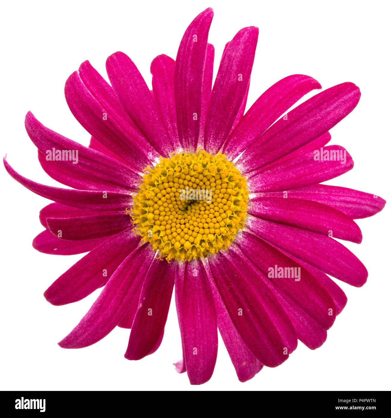 Flower of pyrethrum, isolated on white background Stock Photo - Alamy