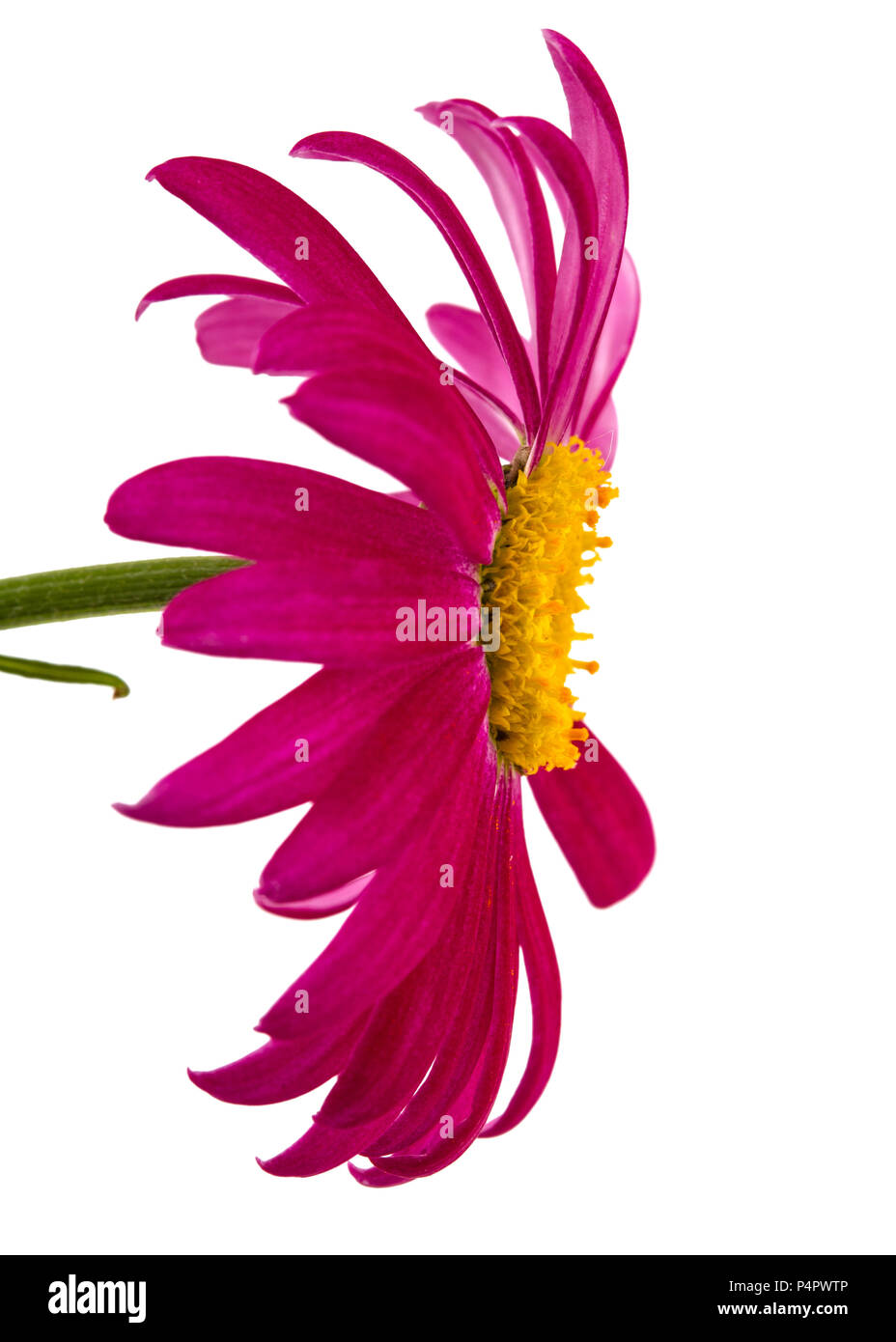 Flower of pyrethrum, isolated on white background Stock Photo - Alamy