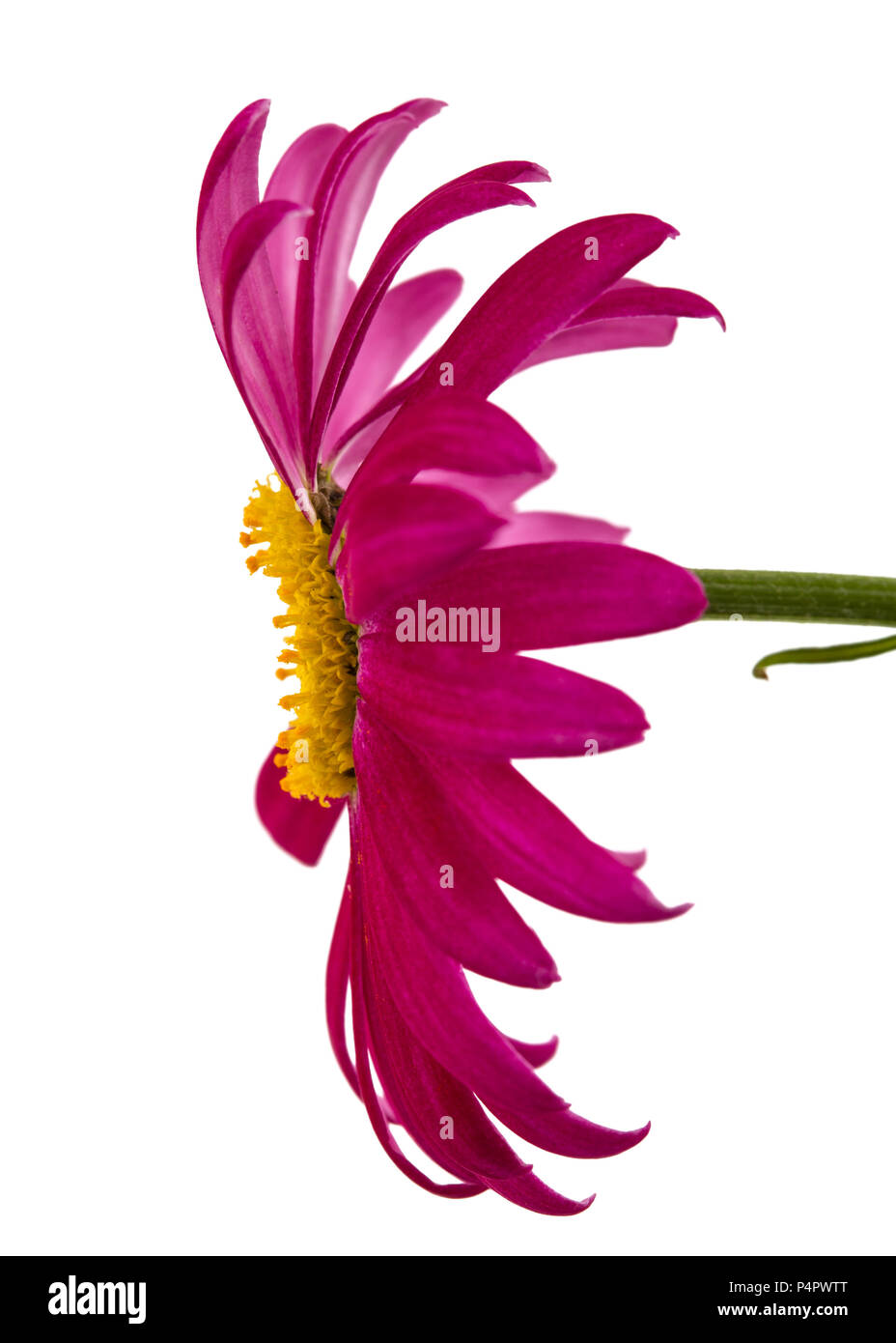 Flower of pyrethrum, isolated on white background Stock Photo - Alamy