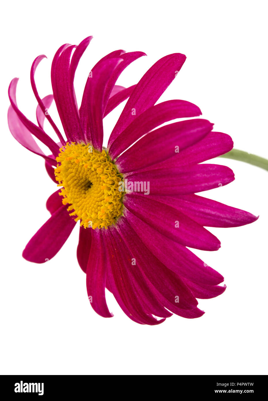 Flower of pyrethrum, isolated on white background Stock Photo - Alamy