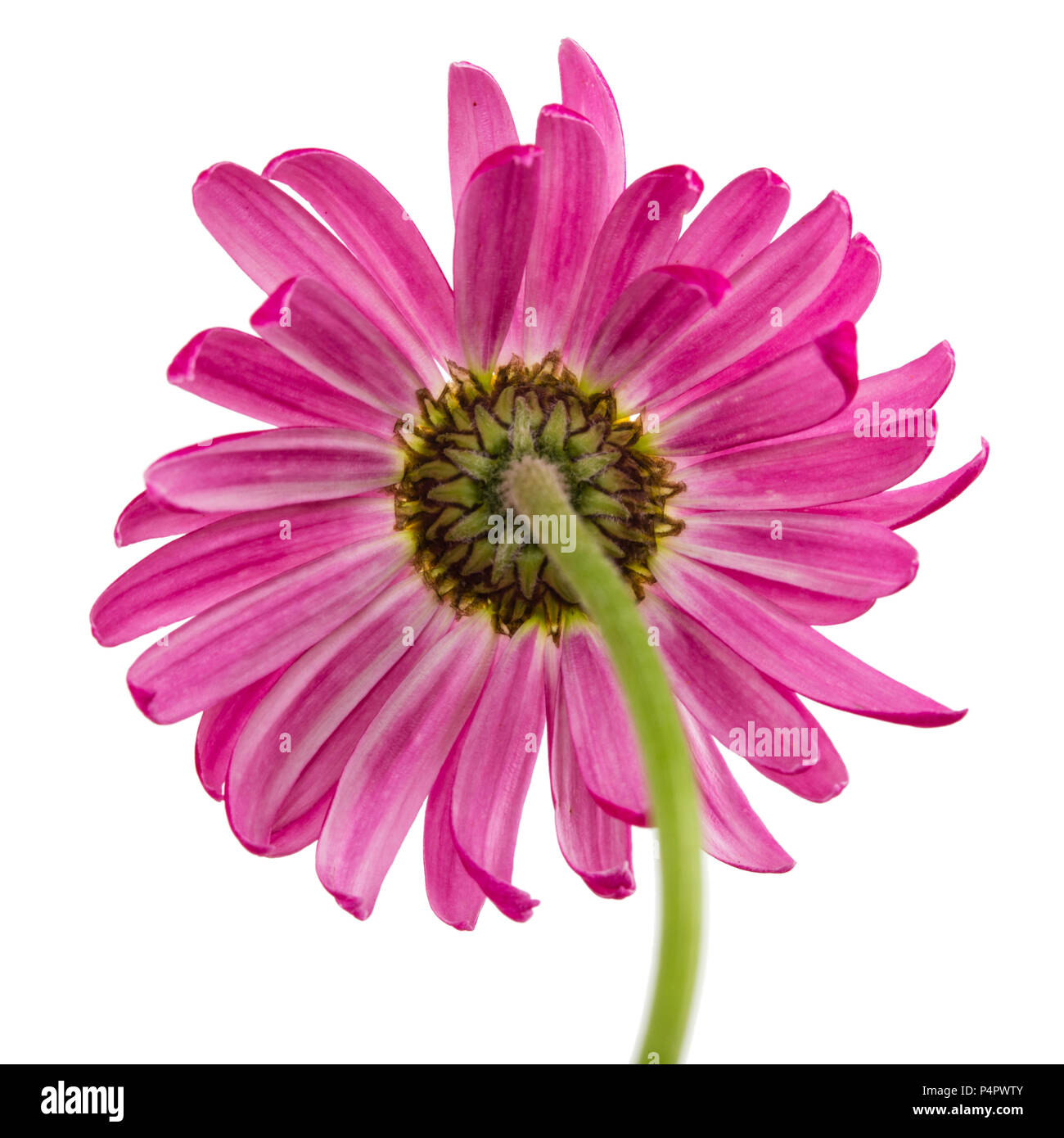 Flower of pyrethrum, isolated on white background Stock Photo - Alamy