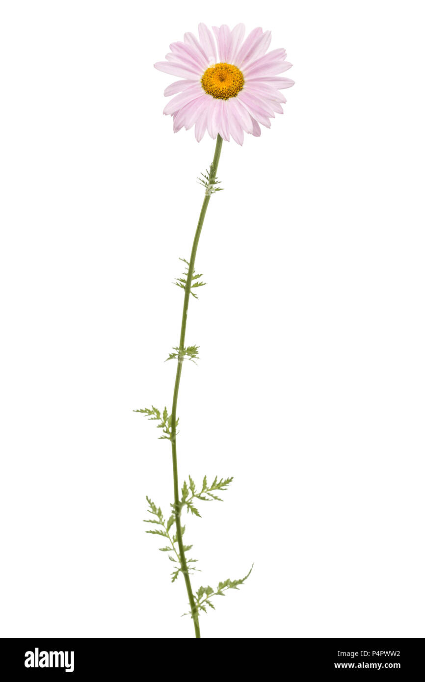 Flowers of pyrethrum, isolated on white background Stock Photo - Alamy