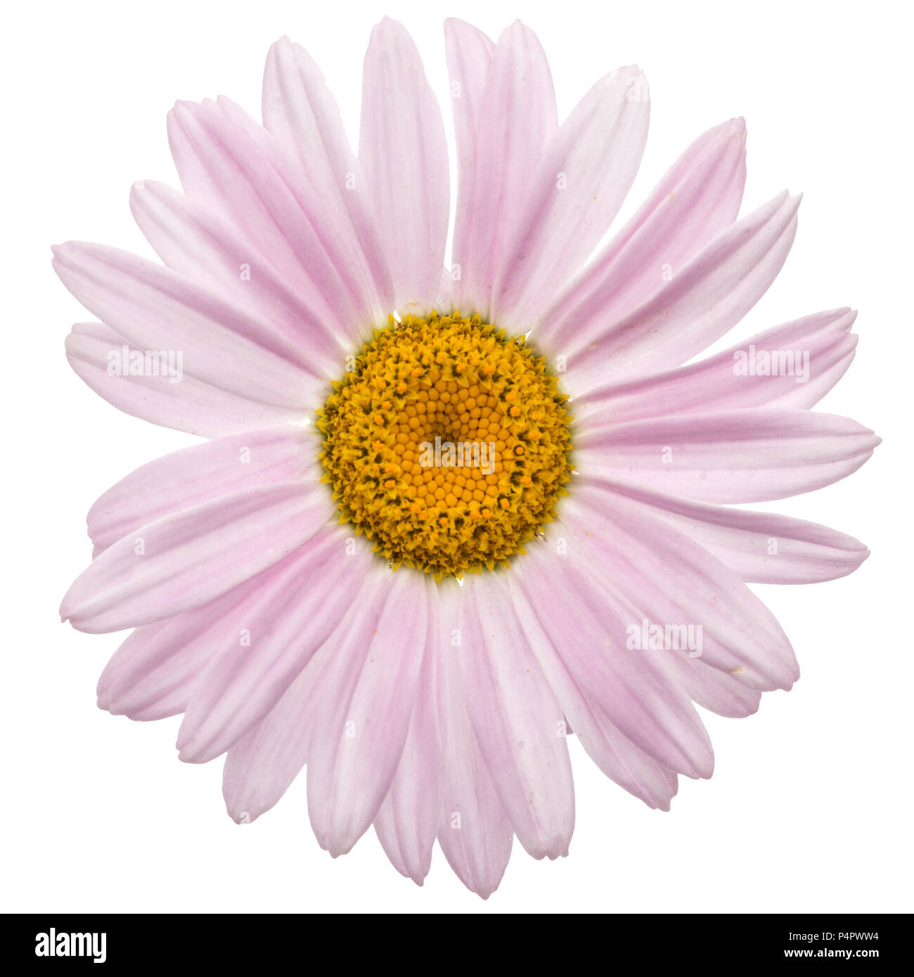 Flowers of pyrethrum, isolated on white background Stock Photo - Alamy