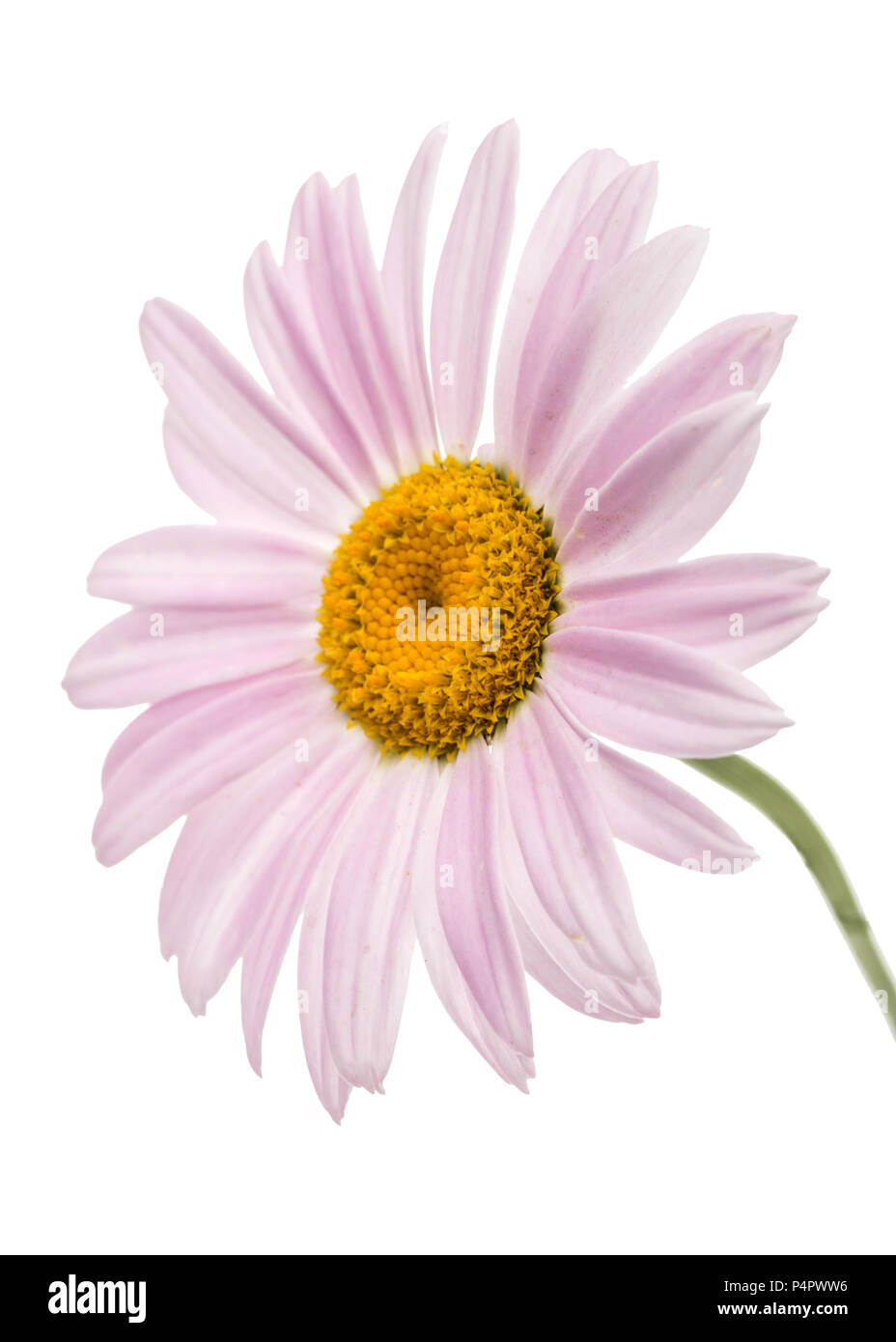 Flowers of pyrethrum, isolated on white background Stock Photo - Alamy