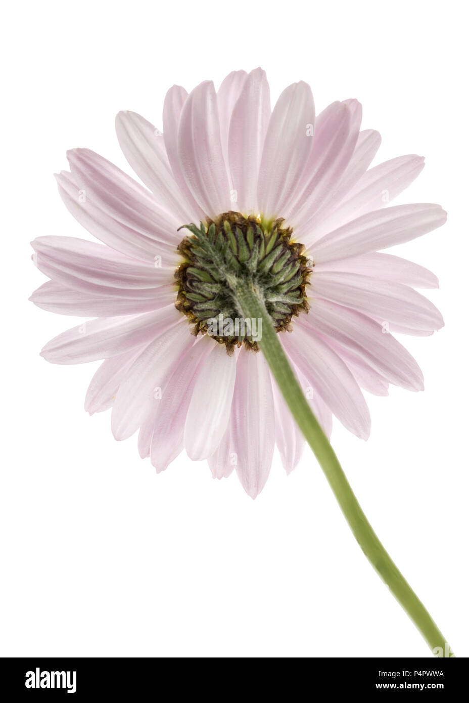 Flowers of pyrethrum, isolated on white background Stock Photo - Alamy