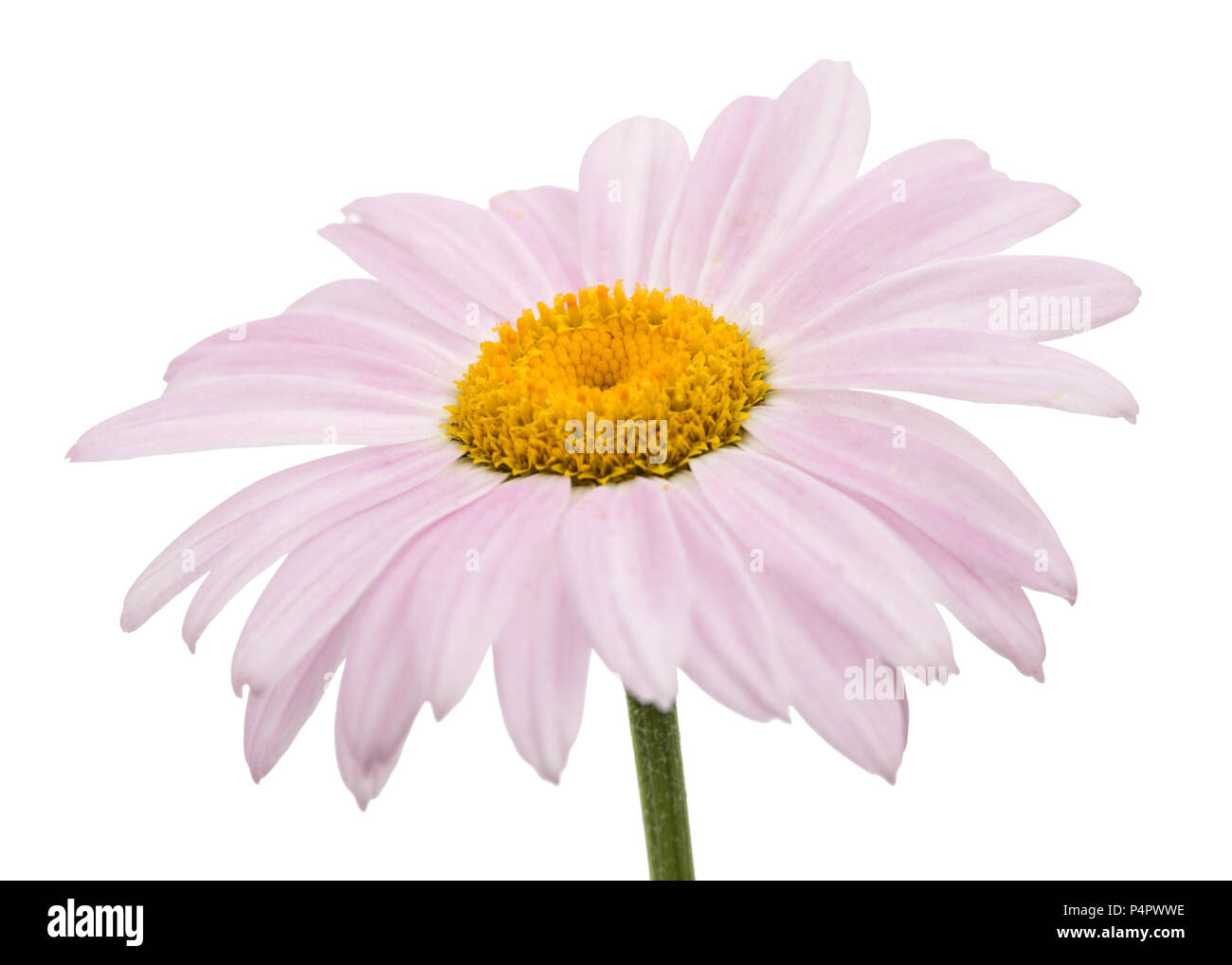 Flowers of pyrethrum, isolated on white background Stock Photo - Alamy
