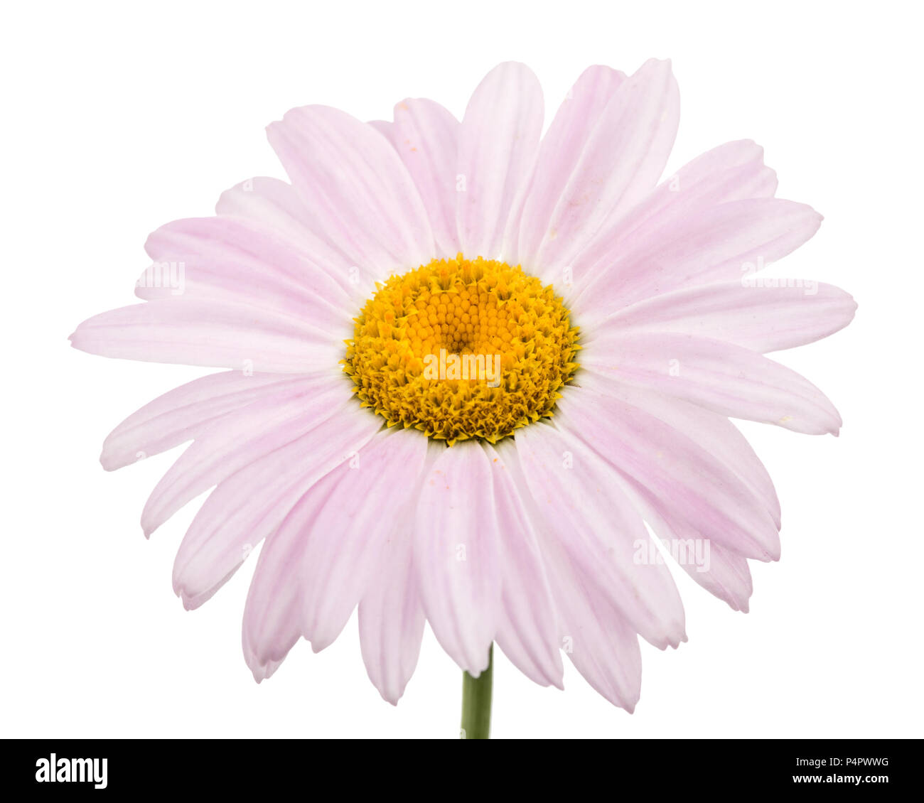 Flowers of pyrethrum, isolated on white background Stock Photo - Alamy