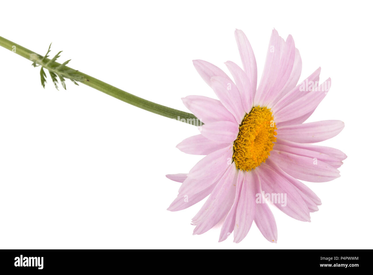 Flowers of pyrethrum, isolated on white background Stock Photo - Alamy