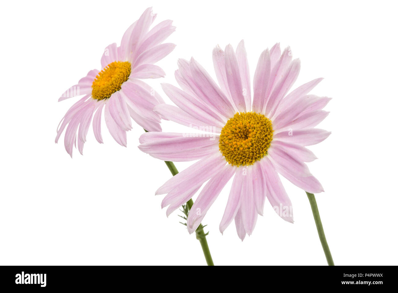 Flowers of pyrethrum, isolated on white background Stock Photo - Alamy