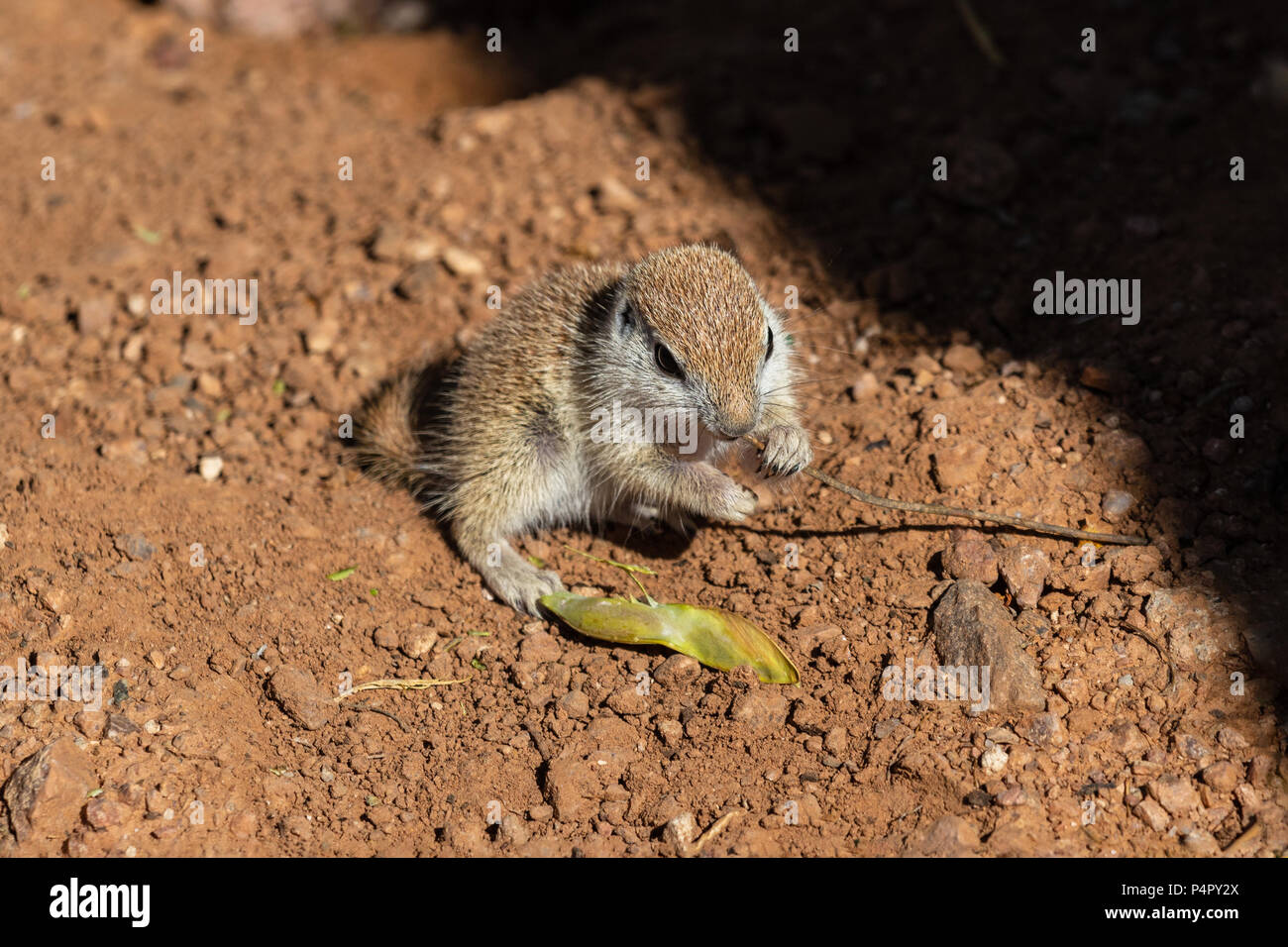 Young Round-tailed ground squirrel (xerospemuphilus tereticaudus ...