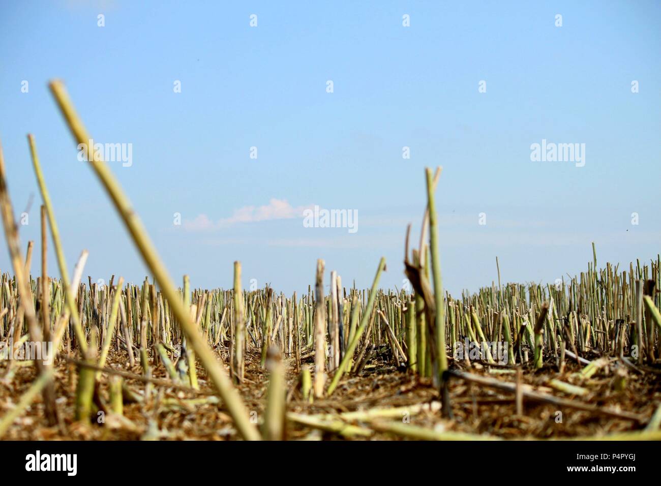 Rapeseed field after harvest Stock Photo - Alamy