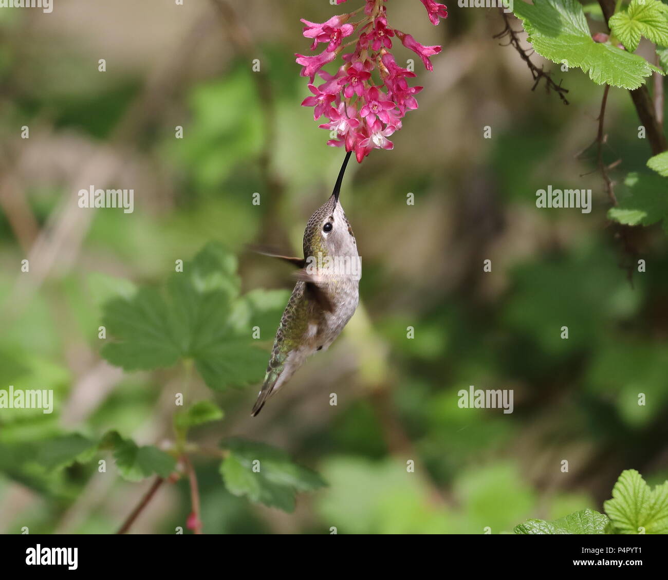 Annas colibri hi-res stock photography and images - Alamy
