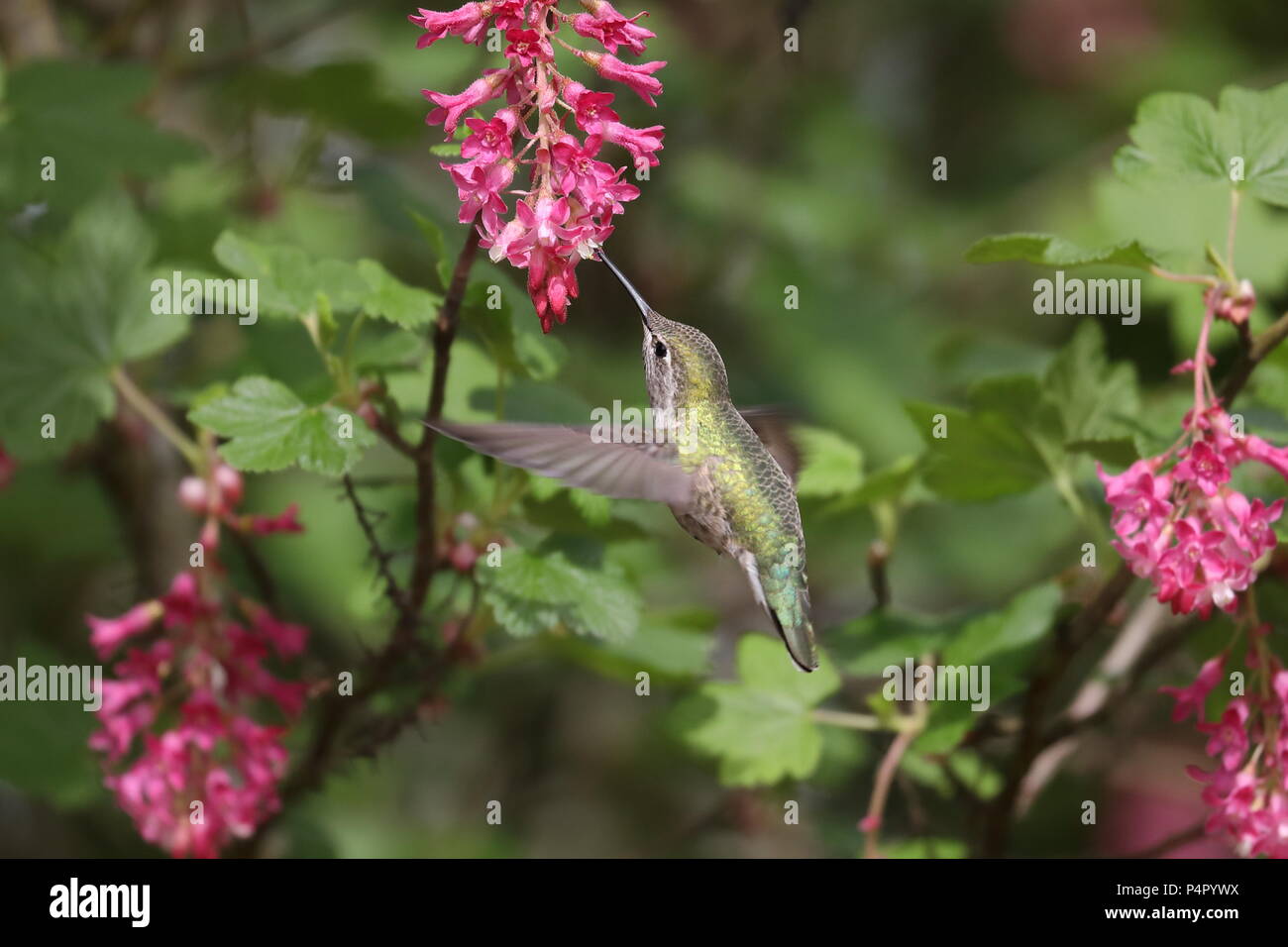 Annas colibri calypte anna hi-res stock photography and images - Alamy