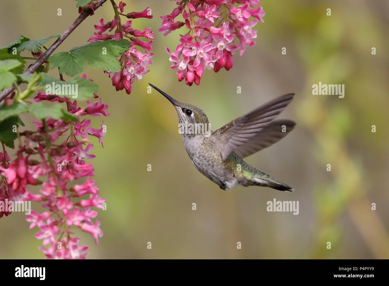 Female anna hummingbird hi-res stock photography and images - Alamy