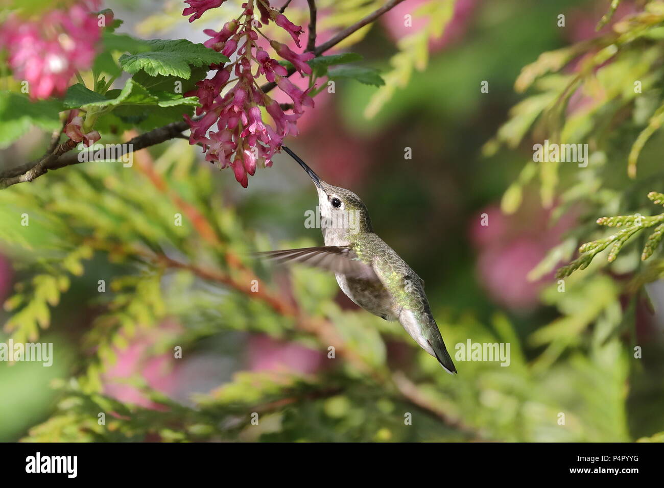 Annas colibri hi-res stock photography and images - Alamy