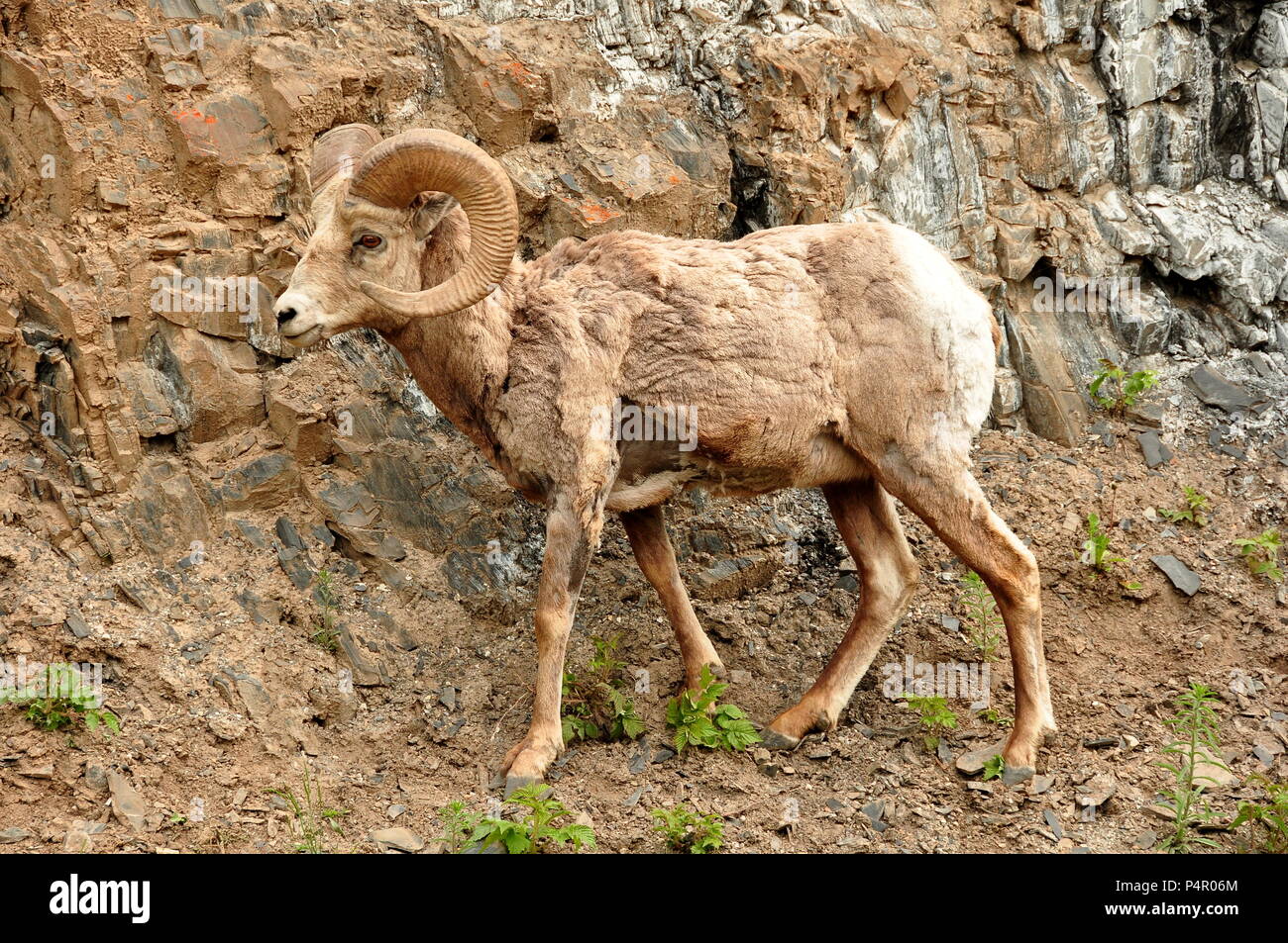 Horned wild sheep hi-res stock photography and images - Alamy