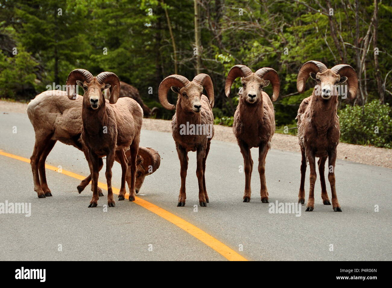 Sheep hooves hi-res stock photography and images - Alamy